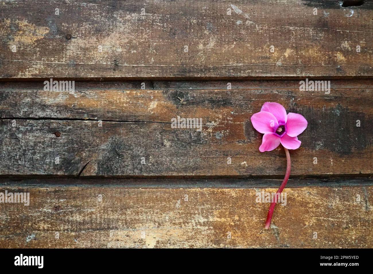 Cyclamen flower side view on shabby wooden background. One flower with ...