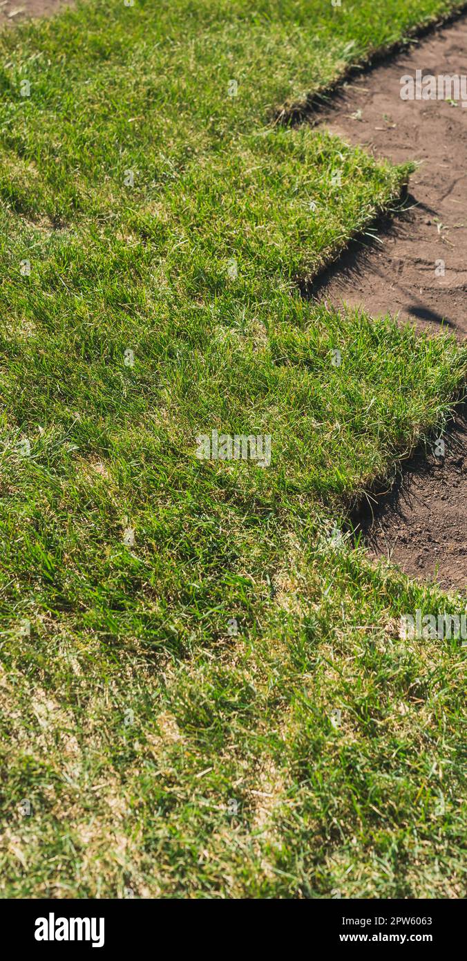 Laying sod for new garden lawn - turf laying Stock Photo - Alamy