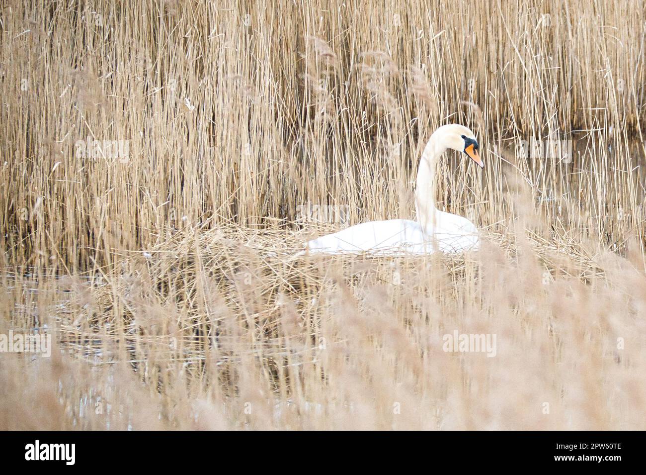 Mute swan breeding on a nest in the reeds on the Darrs near Zingst ...