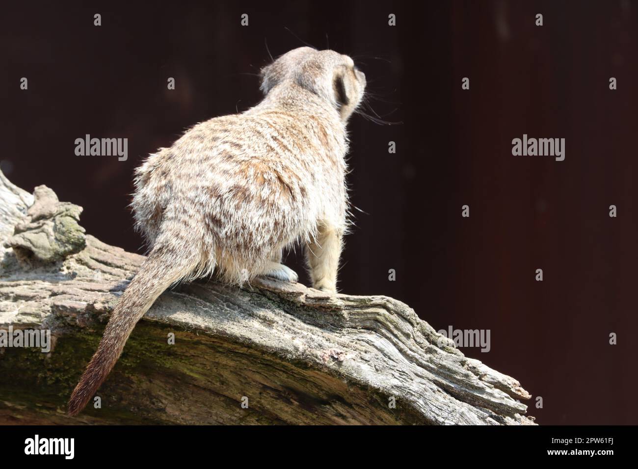 beautiful watchful watchful watching ledge safari wild animal zoo Stock ...