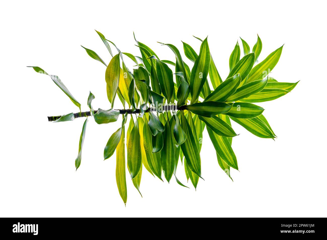 Dracaena fragrans Cut Out Stock Images & Pictures - Alamy