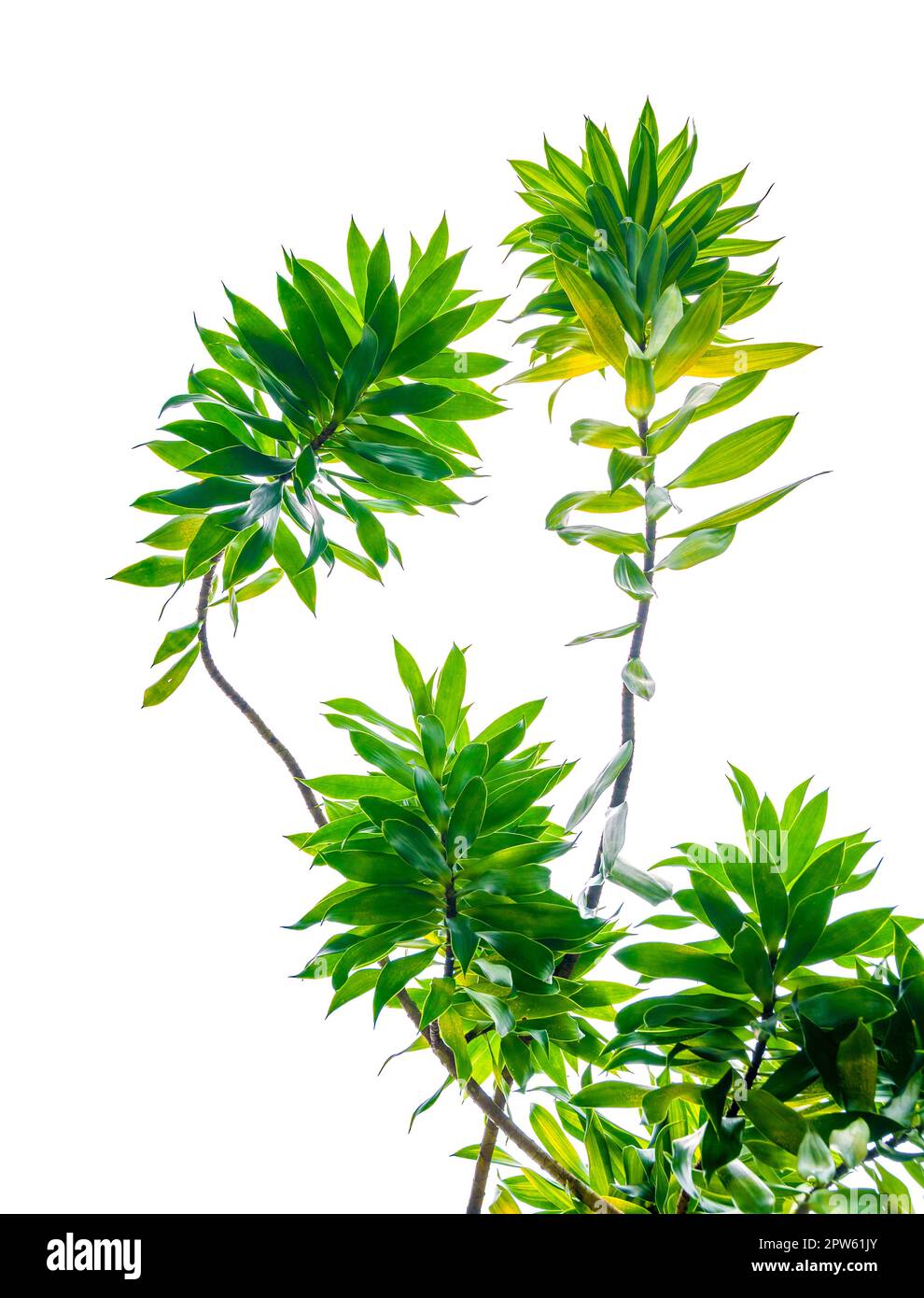 Fragrant Dracaena Tree Dracaena fragrans white background Stock Photo ...