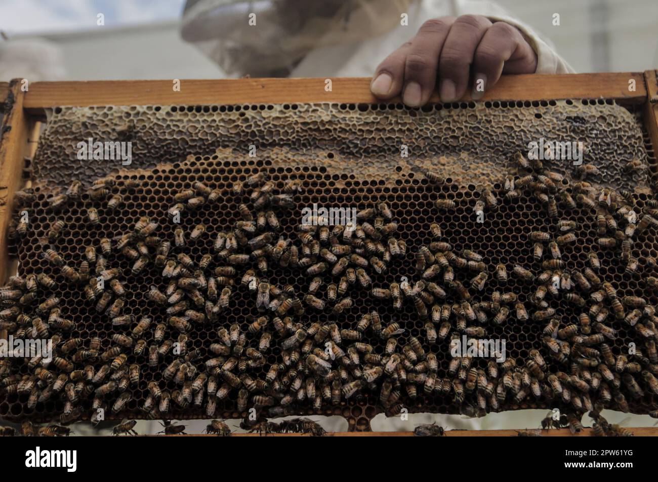 April 28, 2023, Gaza City, The Gaza Strip, Palestine: Beekeepers remove ...