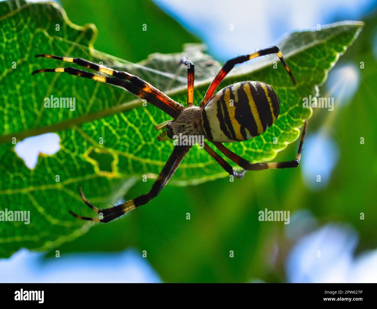 The wasp spider became spider of the year in 2001. On a meadow in the ...