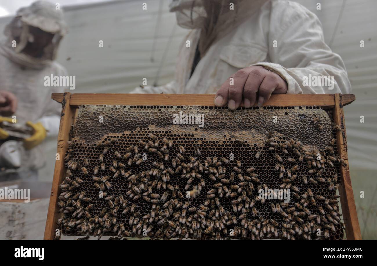 April 28, 2023, Gaza City, The Gaza Strip, Palestine: Beekeepers remove ...