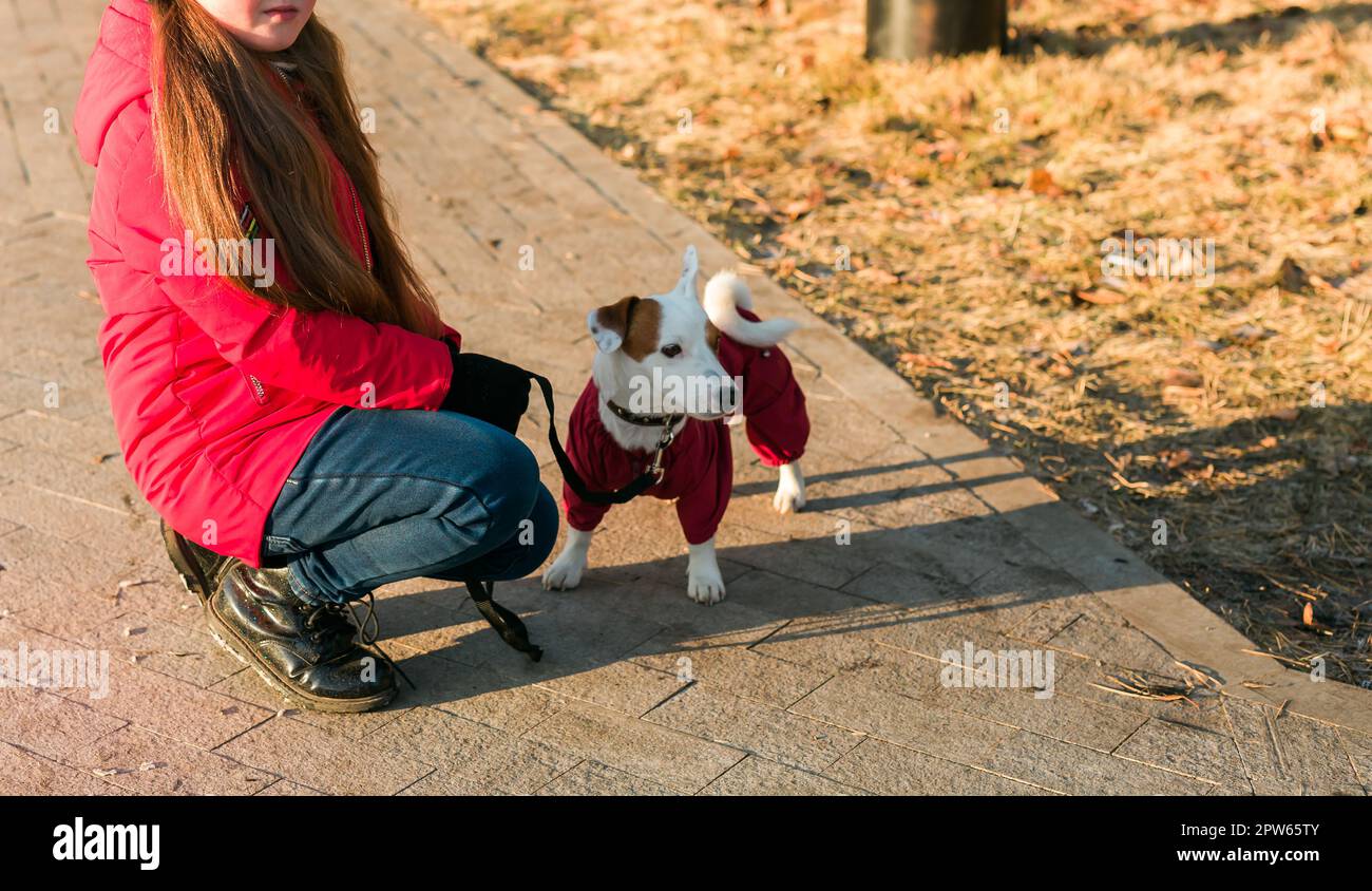 Happy child girl with dog. Portrait kid with pet Jack Russell Terrier ...