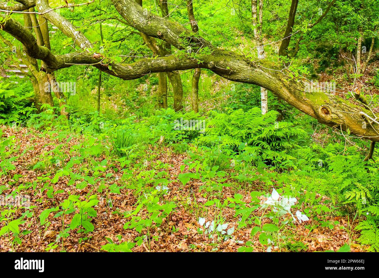 Funny grown oak tree branches from north of Germany Stock Photo - Alamy