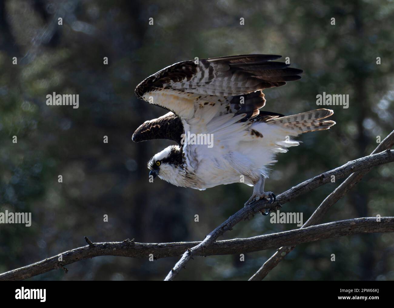 Osprey fishing in Eleven Mile Canyon Stock Photo - Alamy