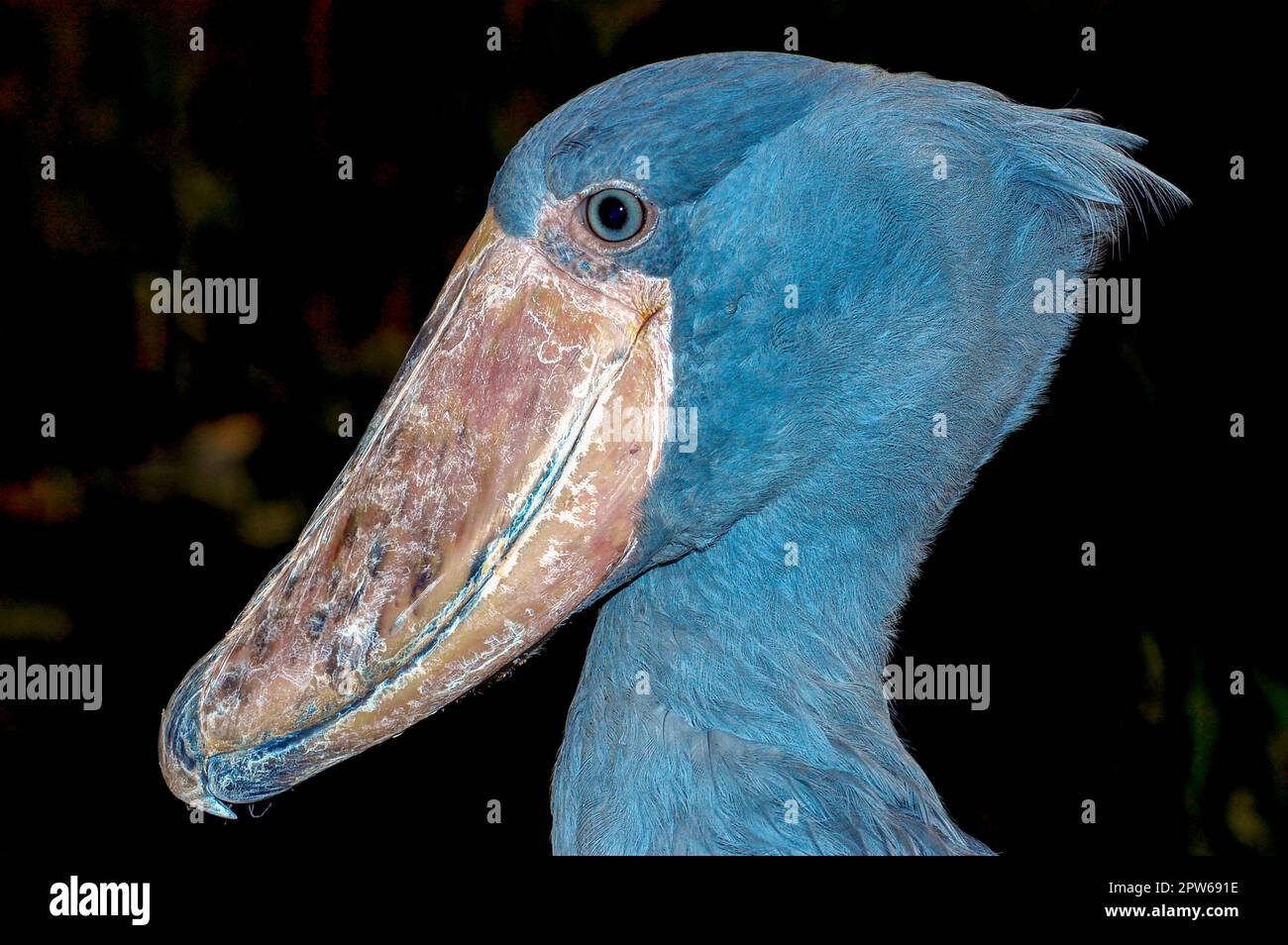 Der freigestellte Kopf und große Schnabel eines Schuhschnabels mit ...