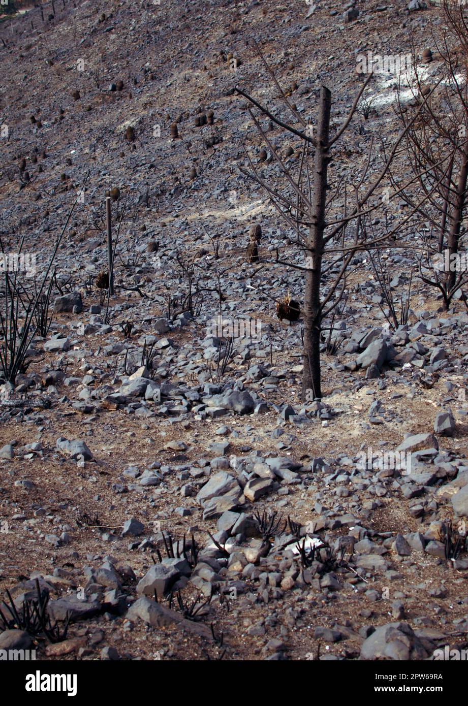 The charred remains of burned trees after a wild fire the Las Vegas ...