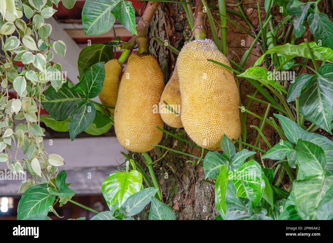 Jackfruit Tree and young Jackfruits. Tropical fruit. Jackfruit on the ...