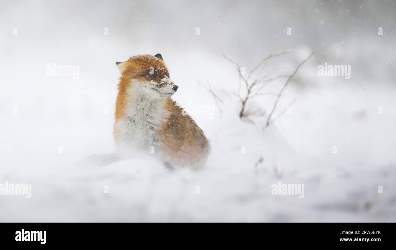 Red fox, vulpes vulpes, sitting on white pasture in winter snowstorm ...