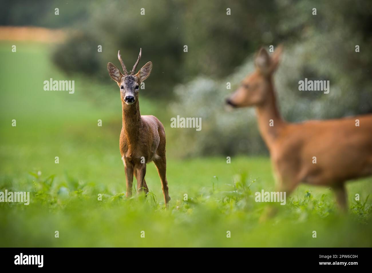 Two roe deer, capreolus capreolus, standing on grassland in summertime ...