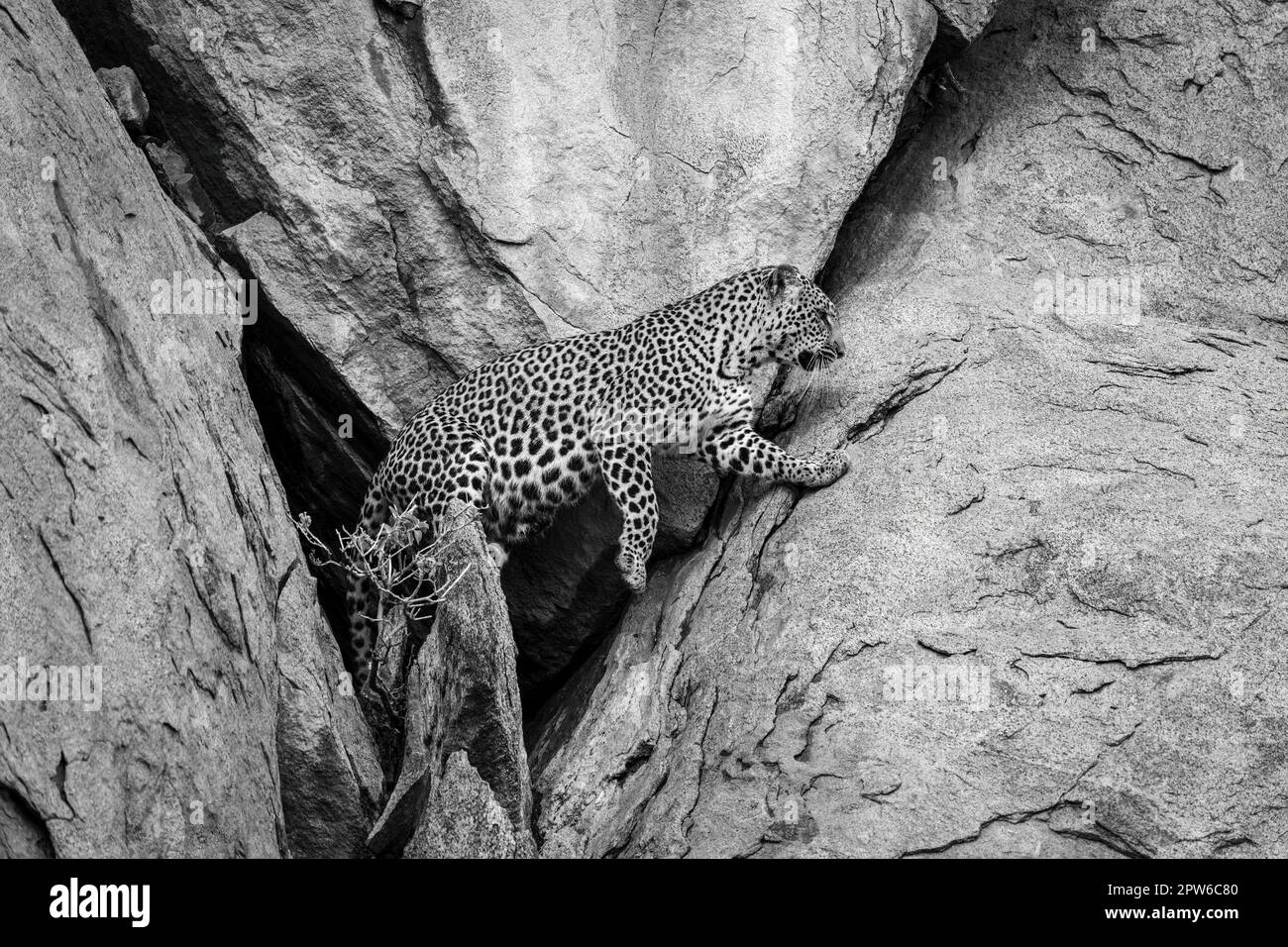 Mono leopard leaves cave and climbs rockface Stock Photo - Alamy