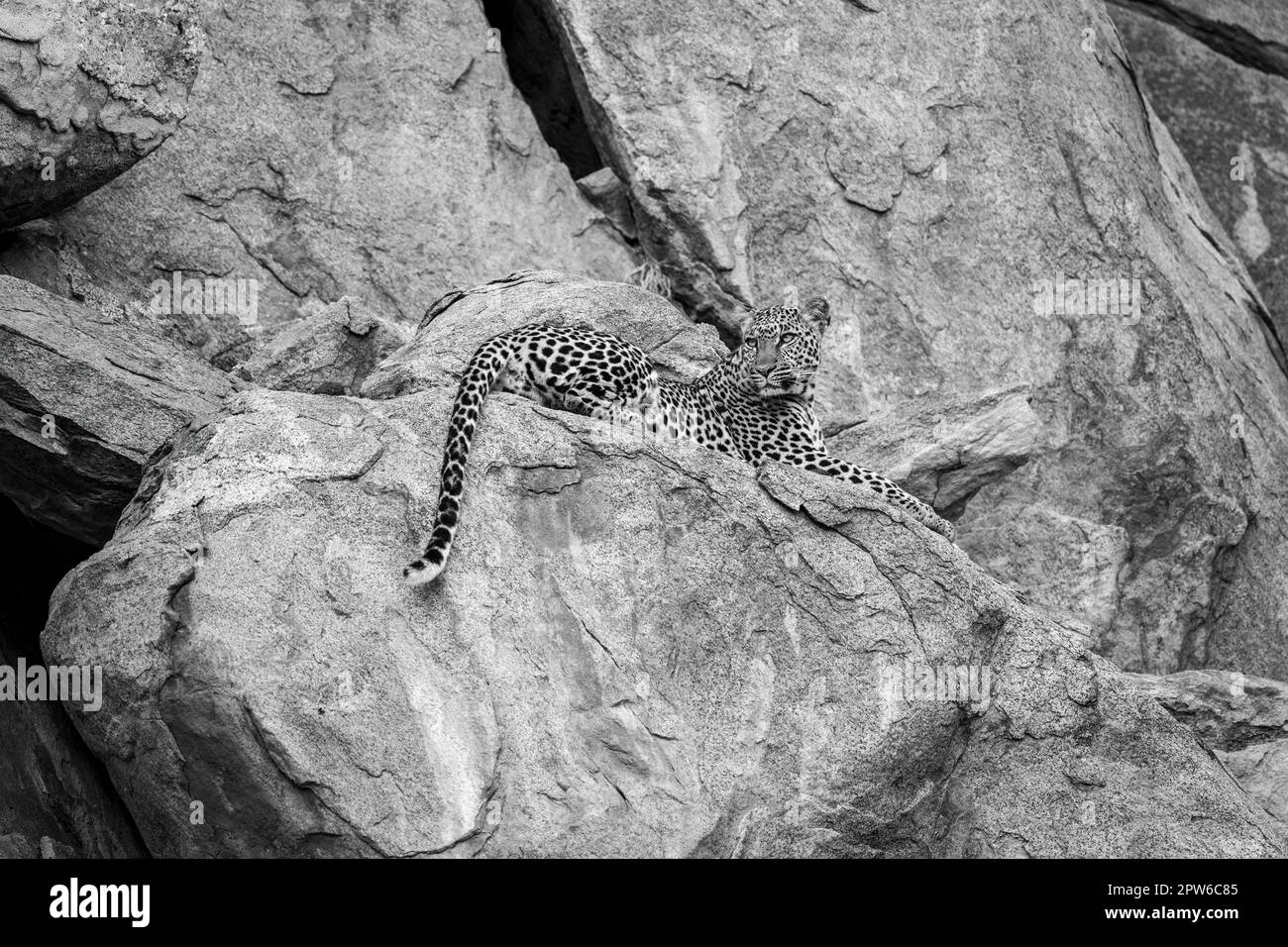Mono leopard lies looking back on ledge Stock Photo - Alamy