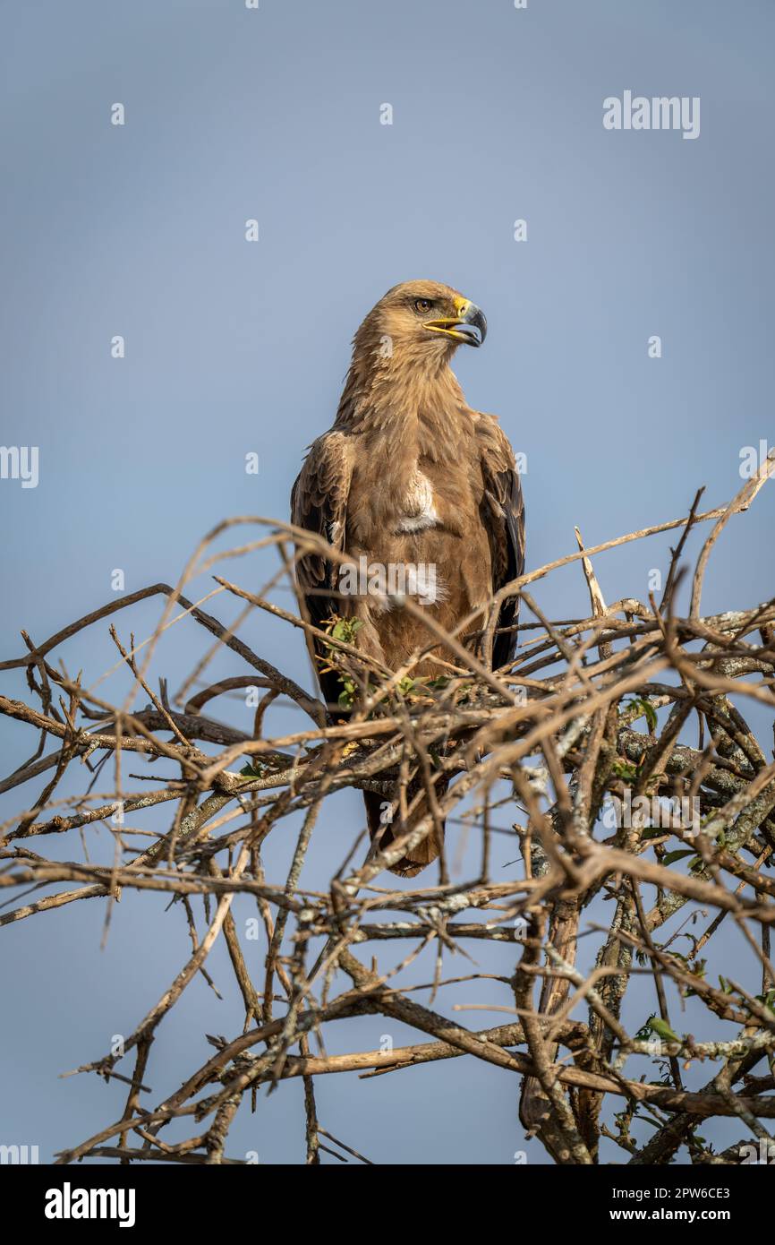 Tawny eagle on tangled branches opens mouth Stock Photo - Alamy