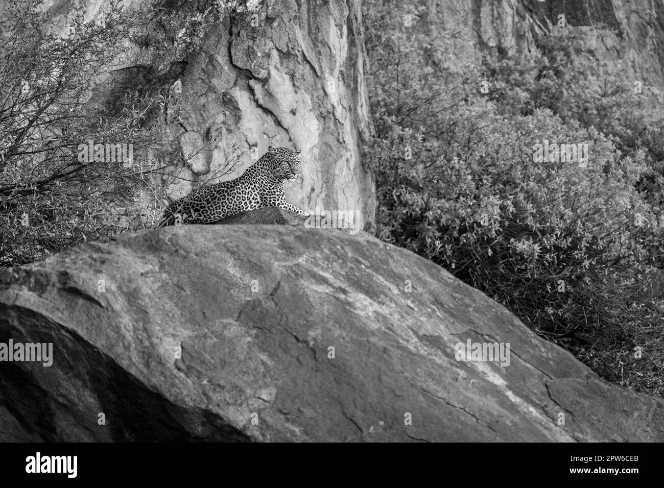 Mono leopard on rock staring into distance Stock Photo - Alamy