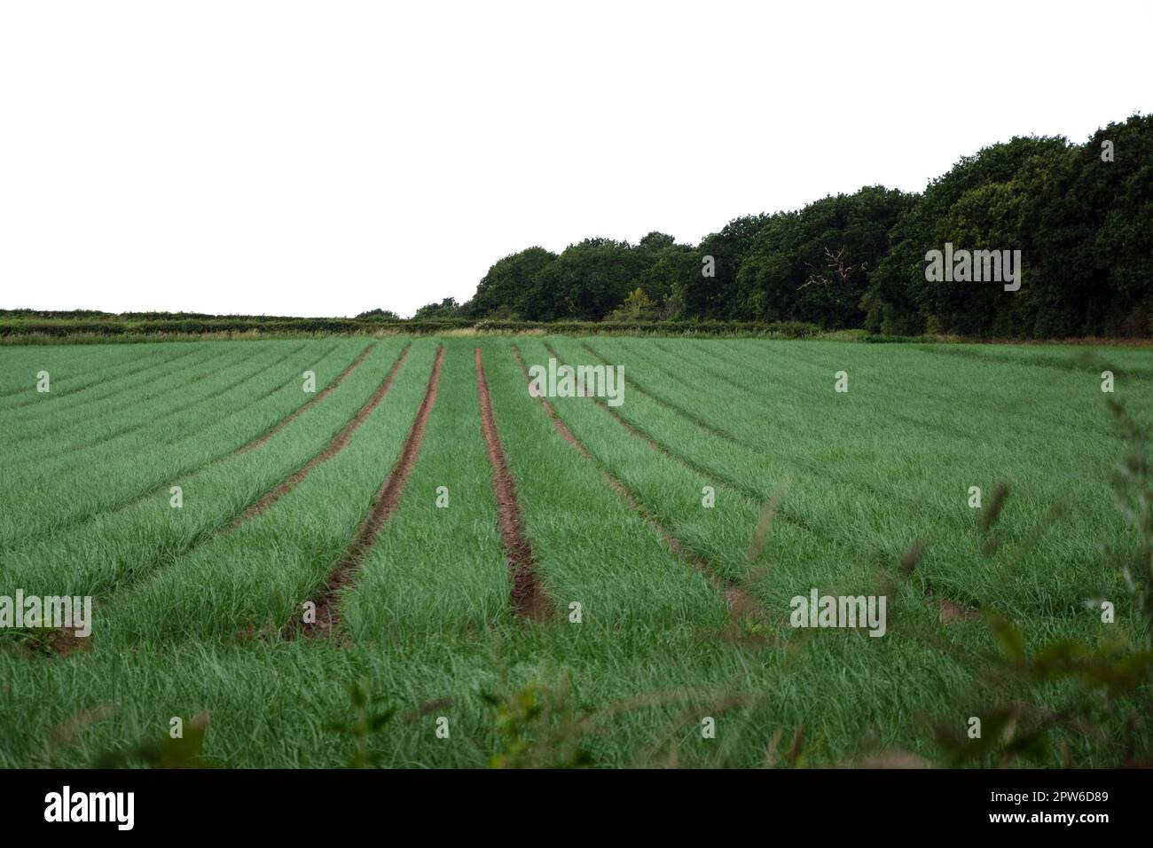 Crop lines in farmers field, UK Stock Photo - Alamy