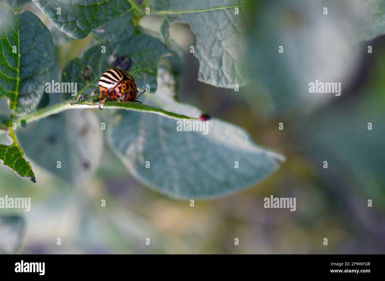 Colorado potato beetle crawling on potato leaves. Ten-striped spearman ...