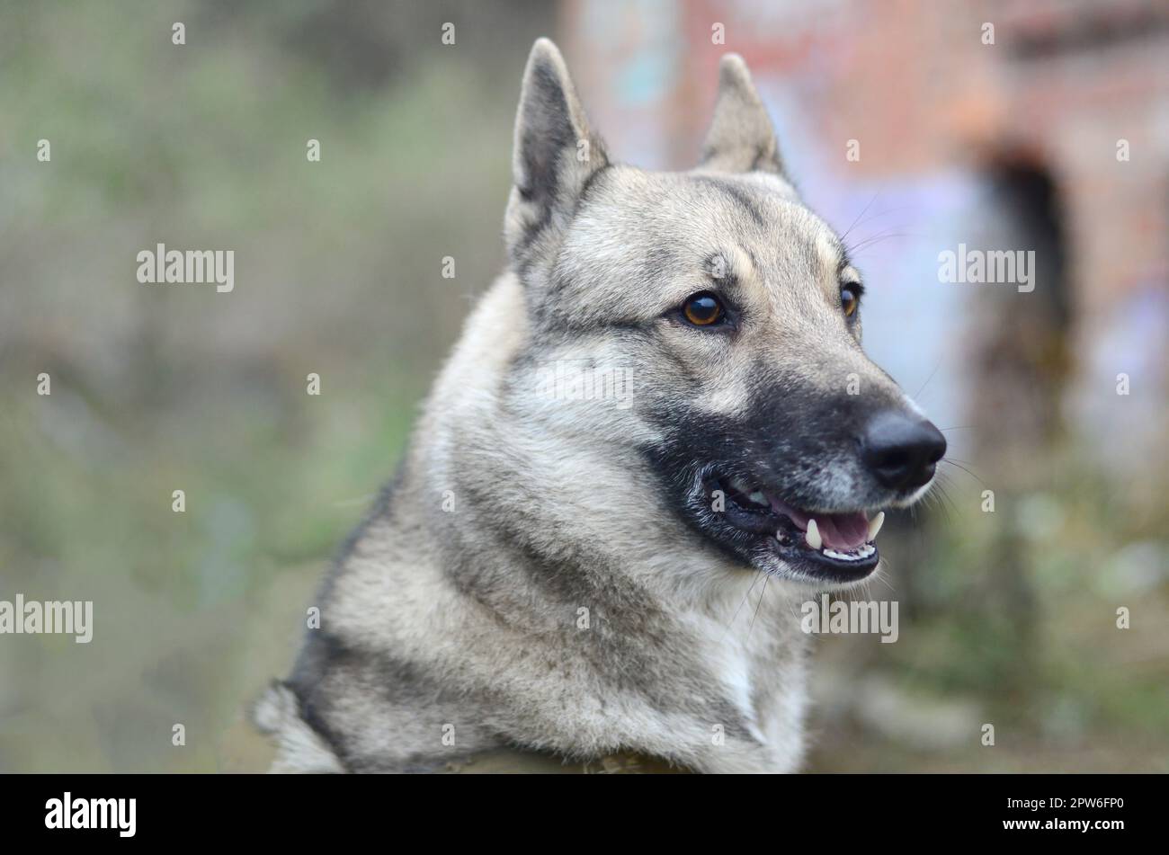 West siberian taiga hi-res stock photography and images - Alamy