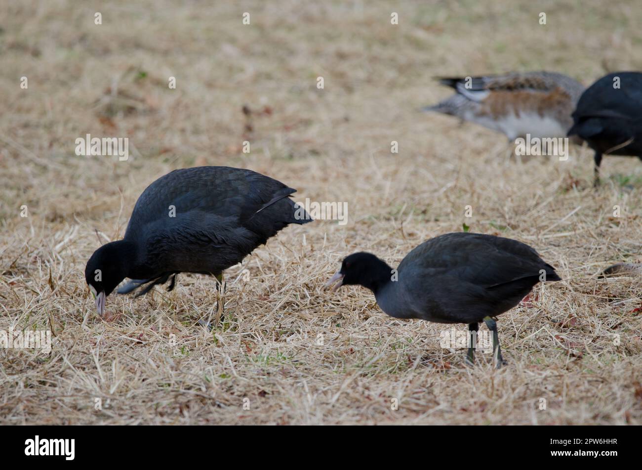 Eurasian coots Fulica atra searching for food. Lake Kawaguchi ...