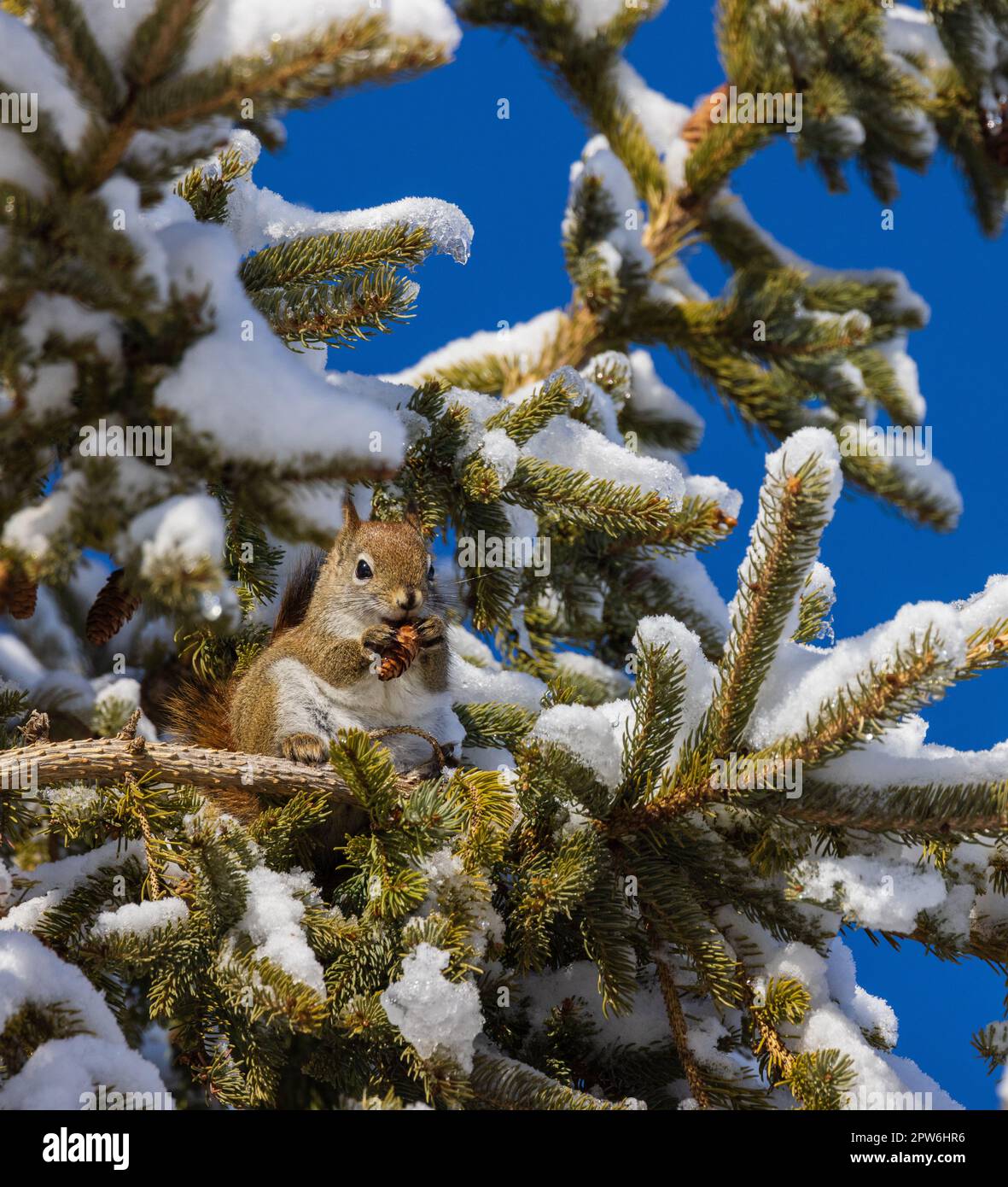 Red squirrel holding pine cone hi-res stock photography and images - Alamy