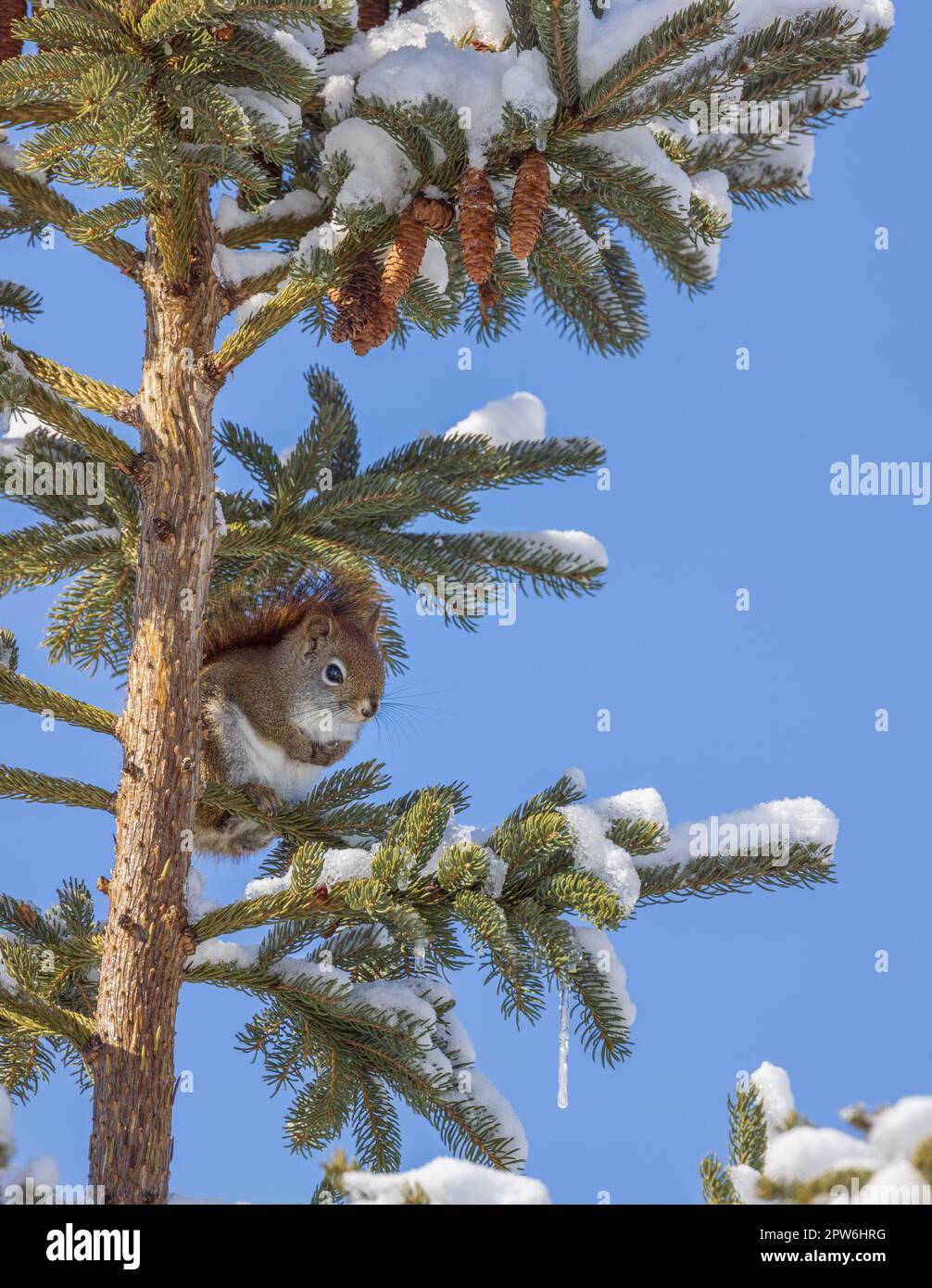 Red squirrel in northern Wisconsin Stock Photo - Alamy
