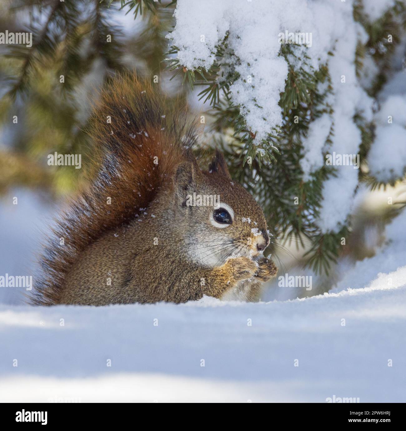 Pine squirrel hi-res stock photography and images - Alamy