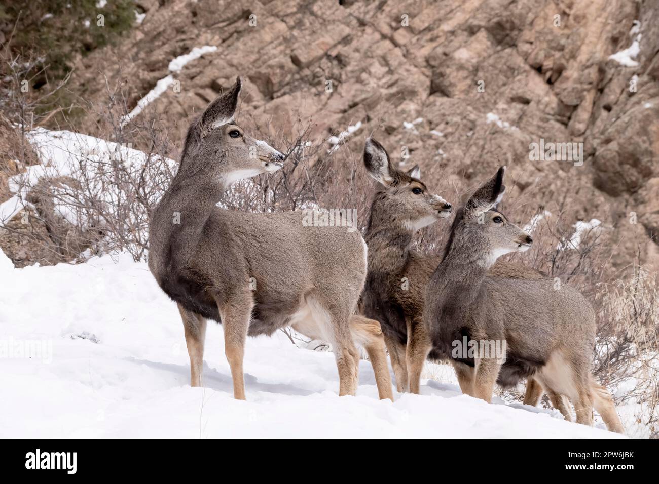 North America; United States; Wyoming; Yellowstone National Park ...