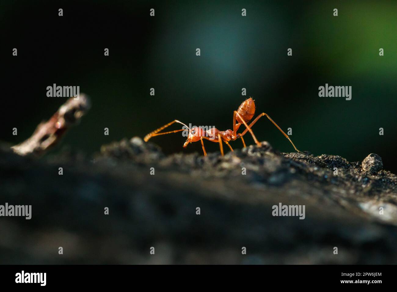 Red ant on the tree, body, mustache and legs are orange Stock Photo - Alamy
