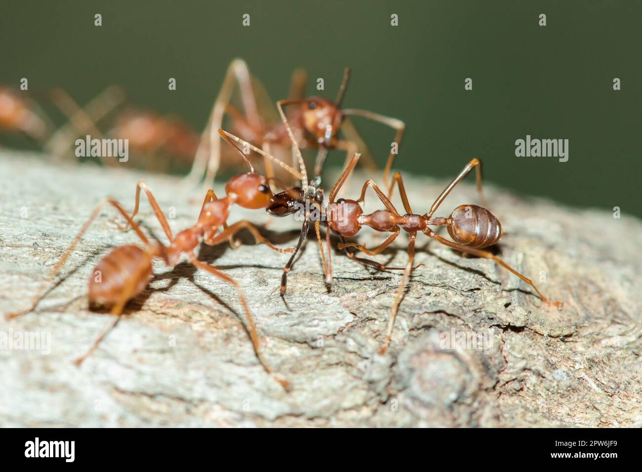 Red ant on the tree, body, mustache and legs are orange Stock Photo - Alamy