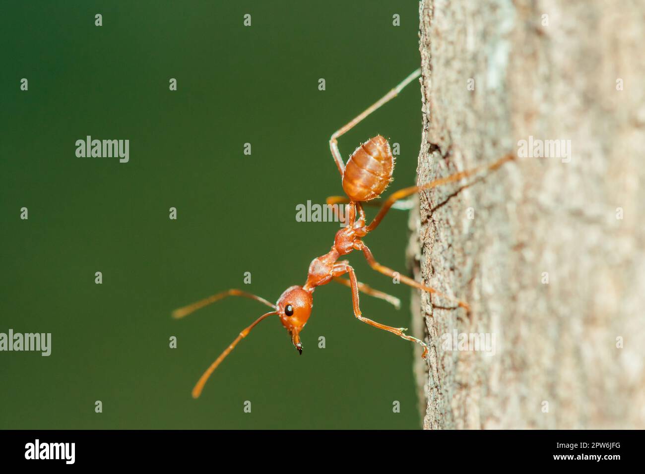 Red ant on the tree, body, mustache and legs are orange Stock Photo - Alamy