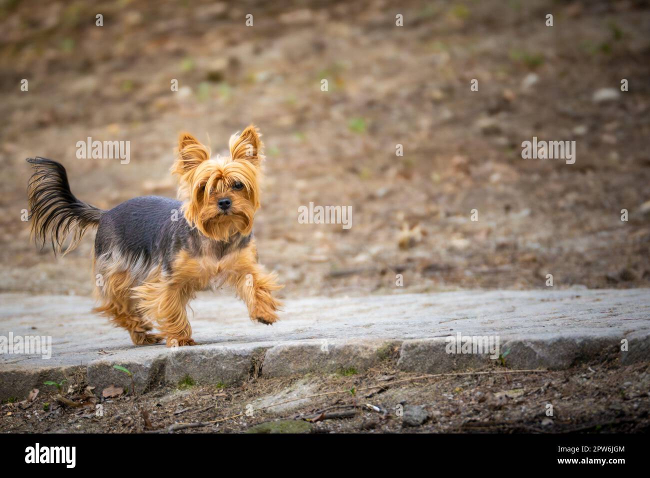 Yorkshire Terrier Walking in the park Stock Photo - Alamy