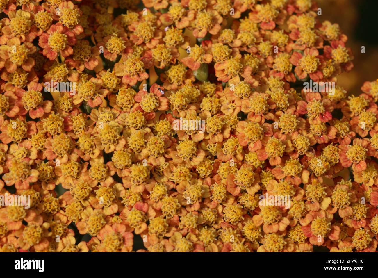 Orange ornamental yarrow, Achillea of unknown species and variety ...
