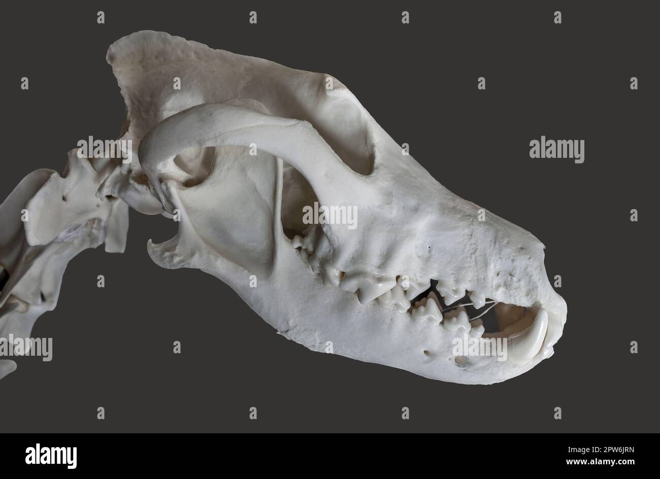 Iberian wolf skull and neck, also named canis lupus signatus. Isolated ...