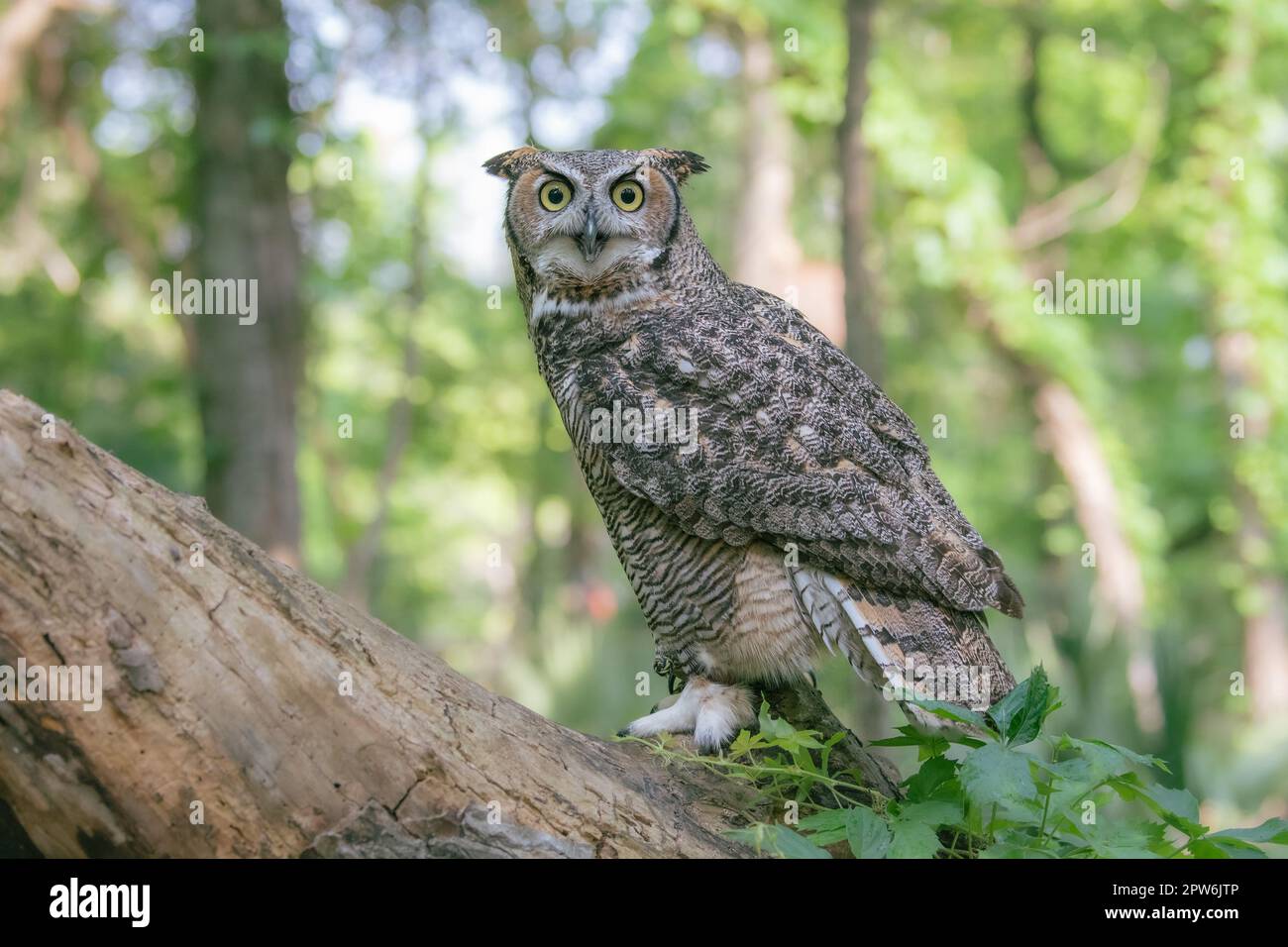 Profile view of a Great Horned Owl sitting on a log in the forest Stock ...