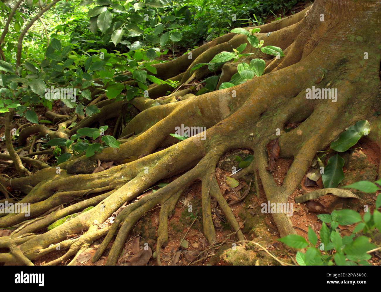 Overgrown roots on the jungle floor in Thailand Stock Photo - Alamy