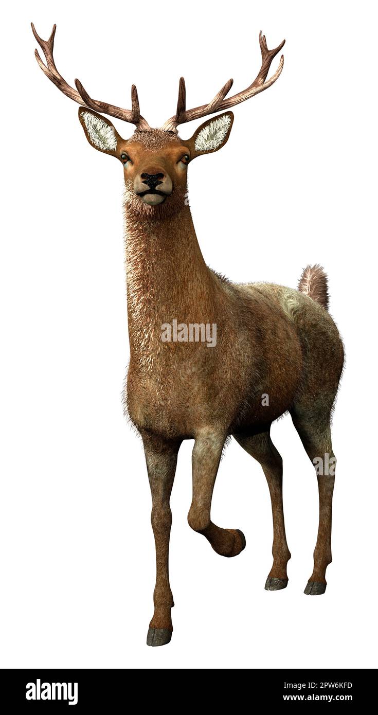 3D rendering of a male deer isolated on white background Stock Photo ...