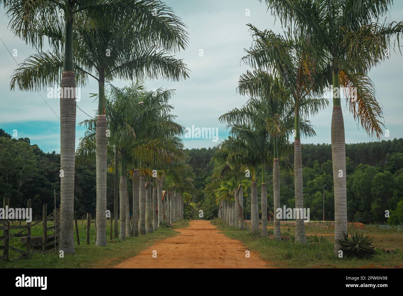 Dirt road with a path of coconut trees along the road Stock Photo - Alamy