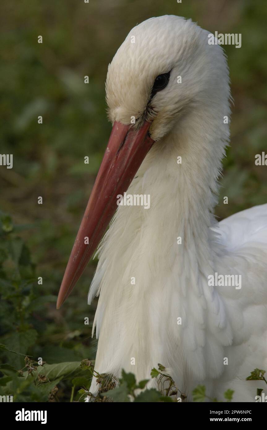 Portrait of white stork sitting and resting in grass Stock Photo - Alamy