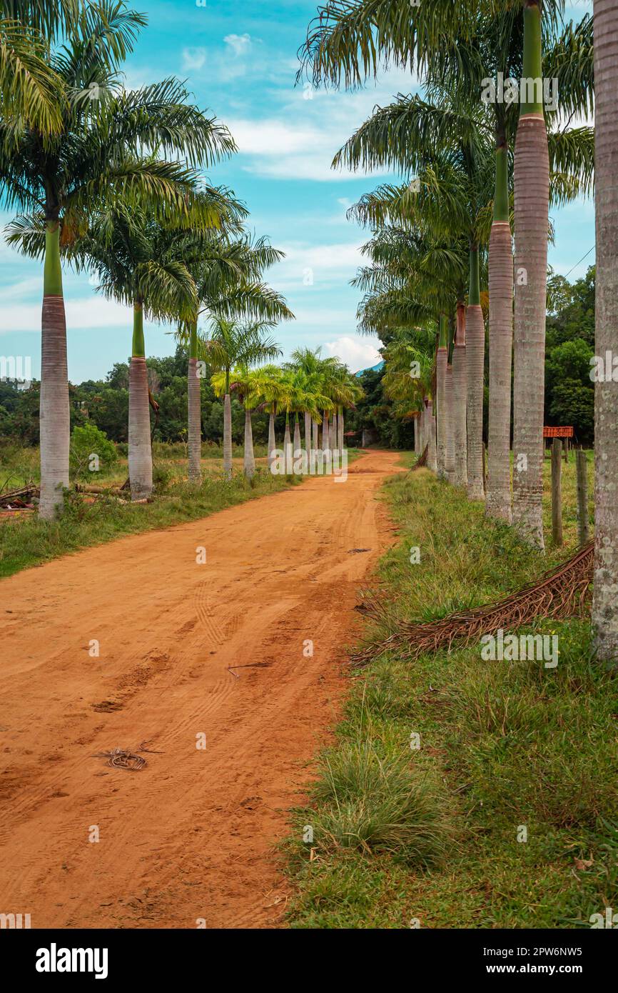 Dirt road with a path of coconut trees along the road Stock Photo - Alamy