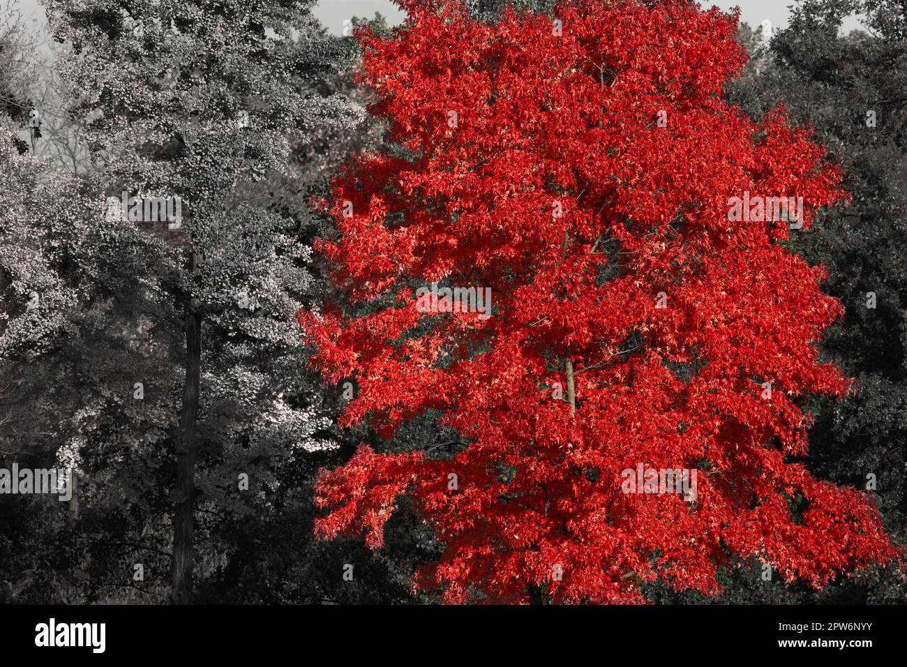 Cklorophyl hi-res stock photography and images - Alamy