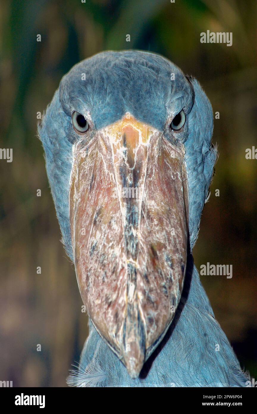 The exposed head and large beak of a shoebill looking at the camera ...