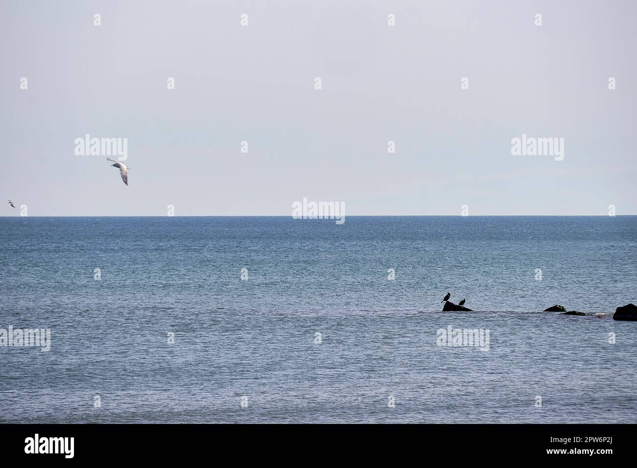 Group of birds over the calm sea on a blue day. Group of birds over the ...