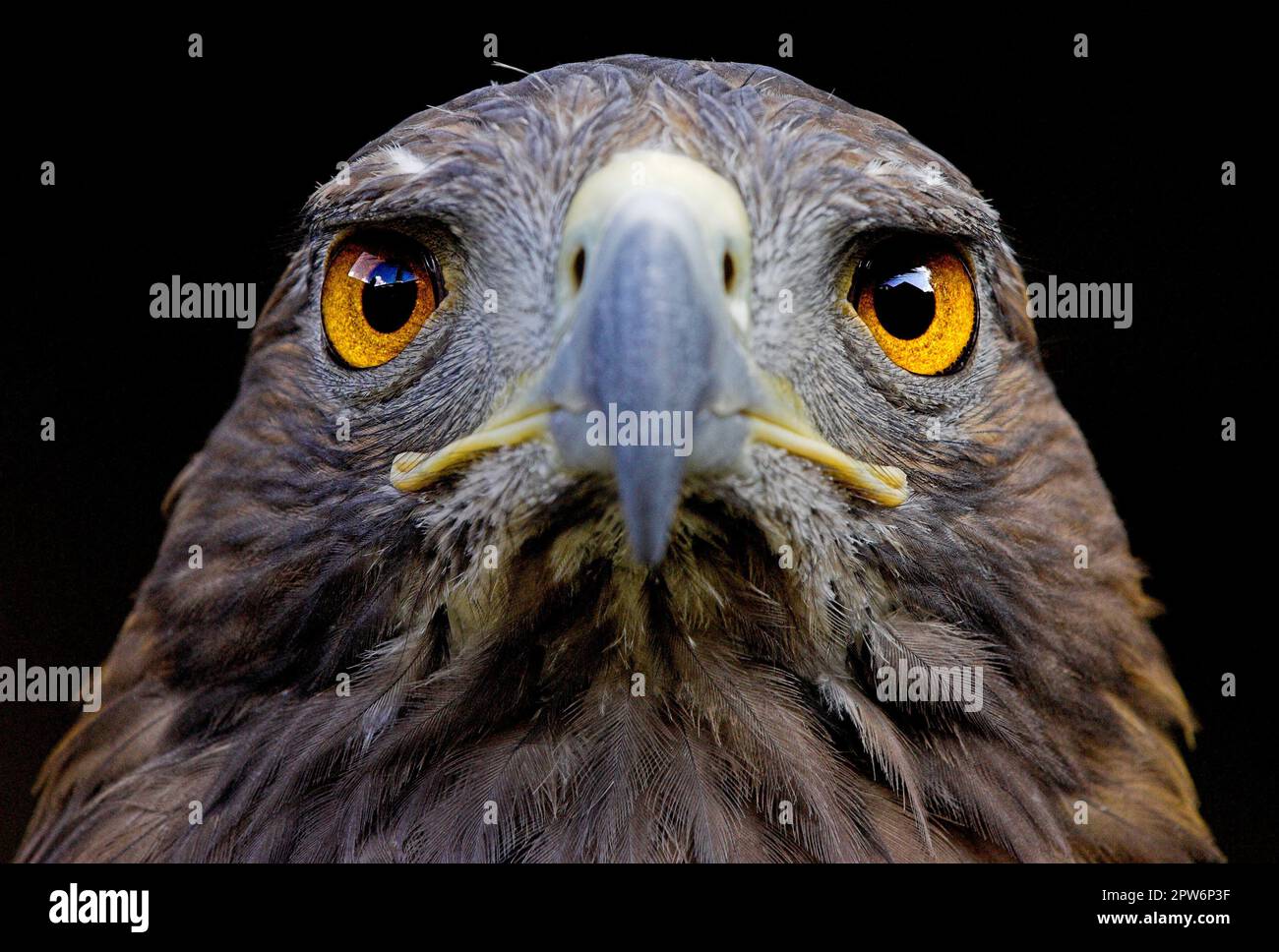 Unwavering stare hi-res stock photography and images - Alamy
