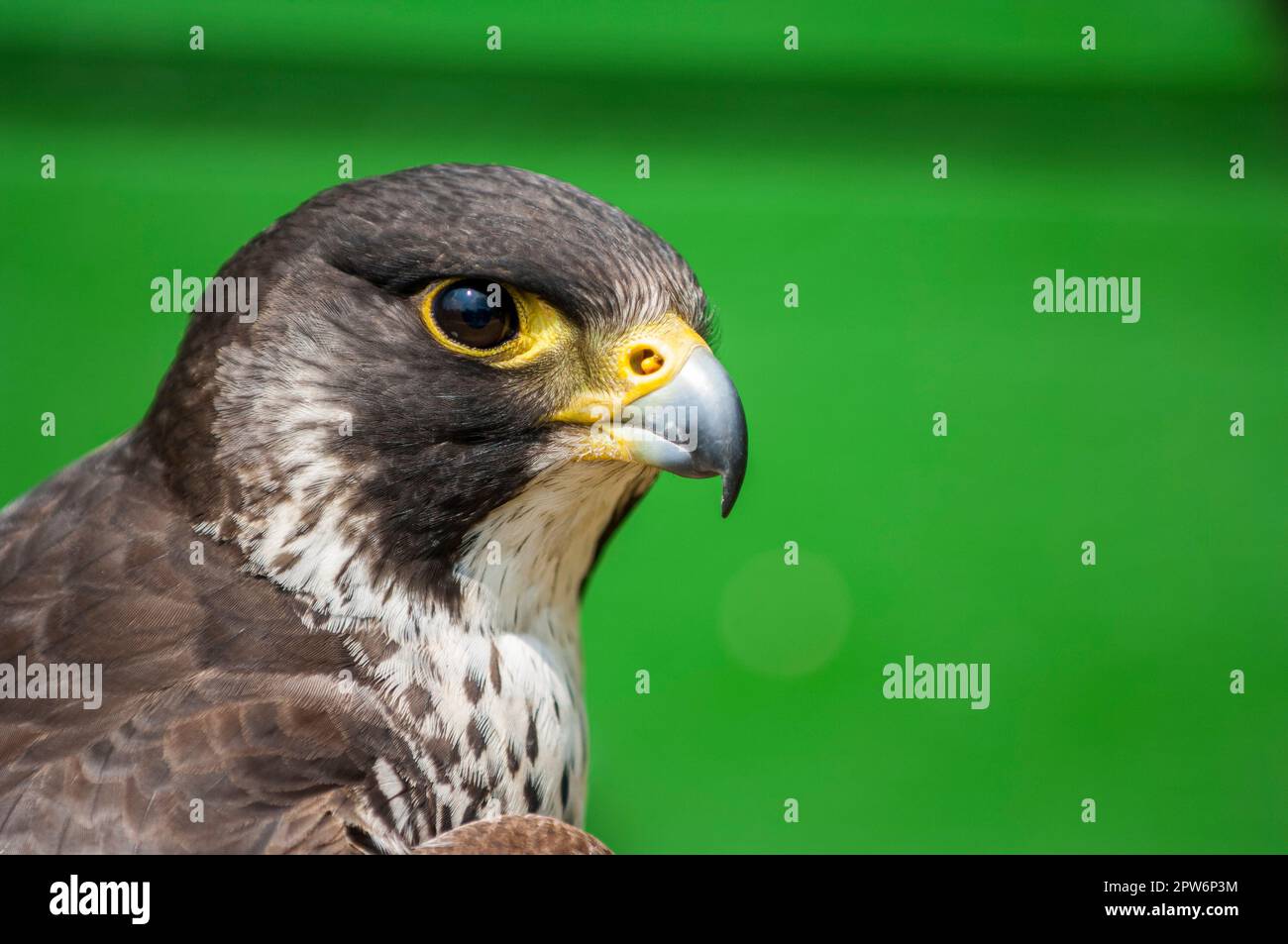 The cropped head of a hawk looking into the camera against blurred ...