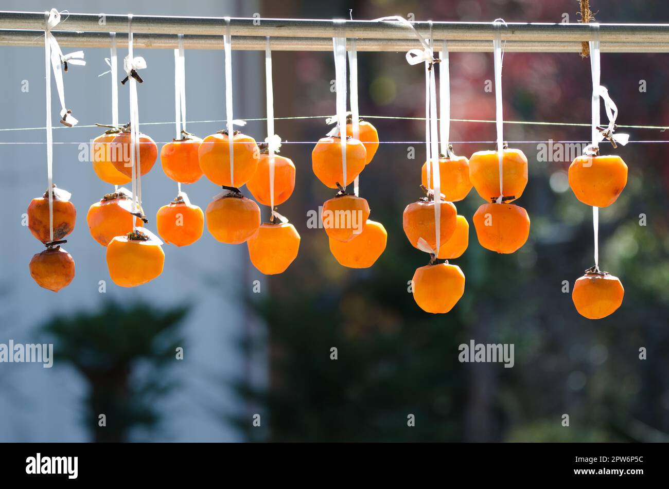 Oriental persimmons Diospyros kaki drying in the sun. Narusawa. Fuji ...