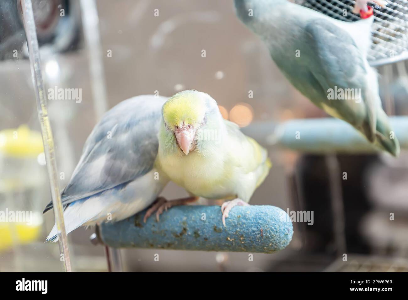 Parrots are posing to take the picture. Bird is a popular pet in ...