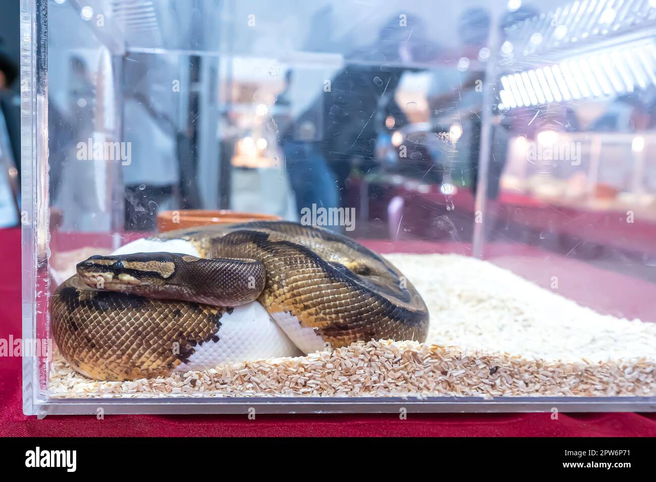 Ball python in the glass cabinet waiting to be sold. It's a popular pet ...