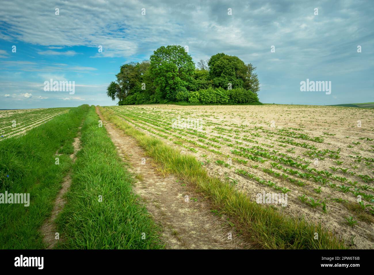 Tree group on plain hi-res stock photography and images - Alamy